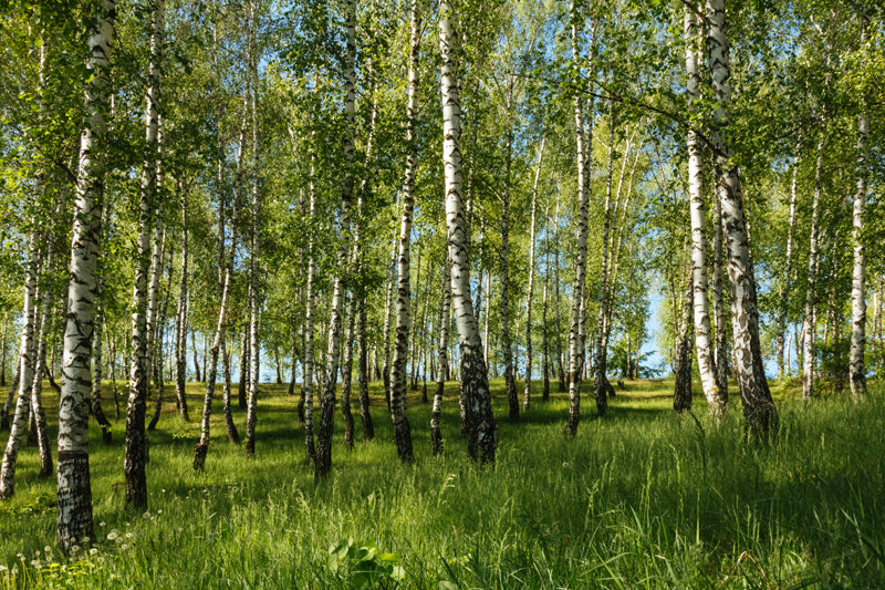 Trees – Sammy's Plant World