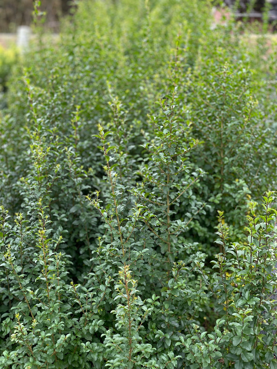 Green Ligustrum – Sammy's Plant World