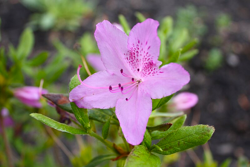 Azalea - Korean – Sammy's Plant World