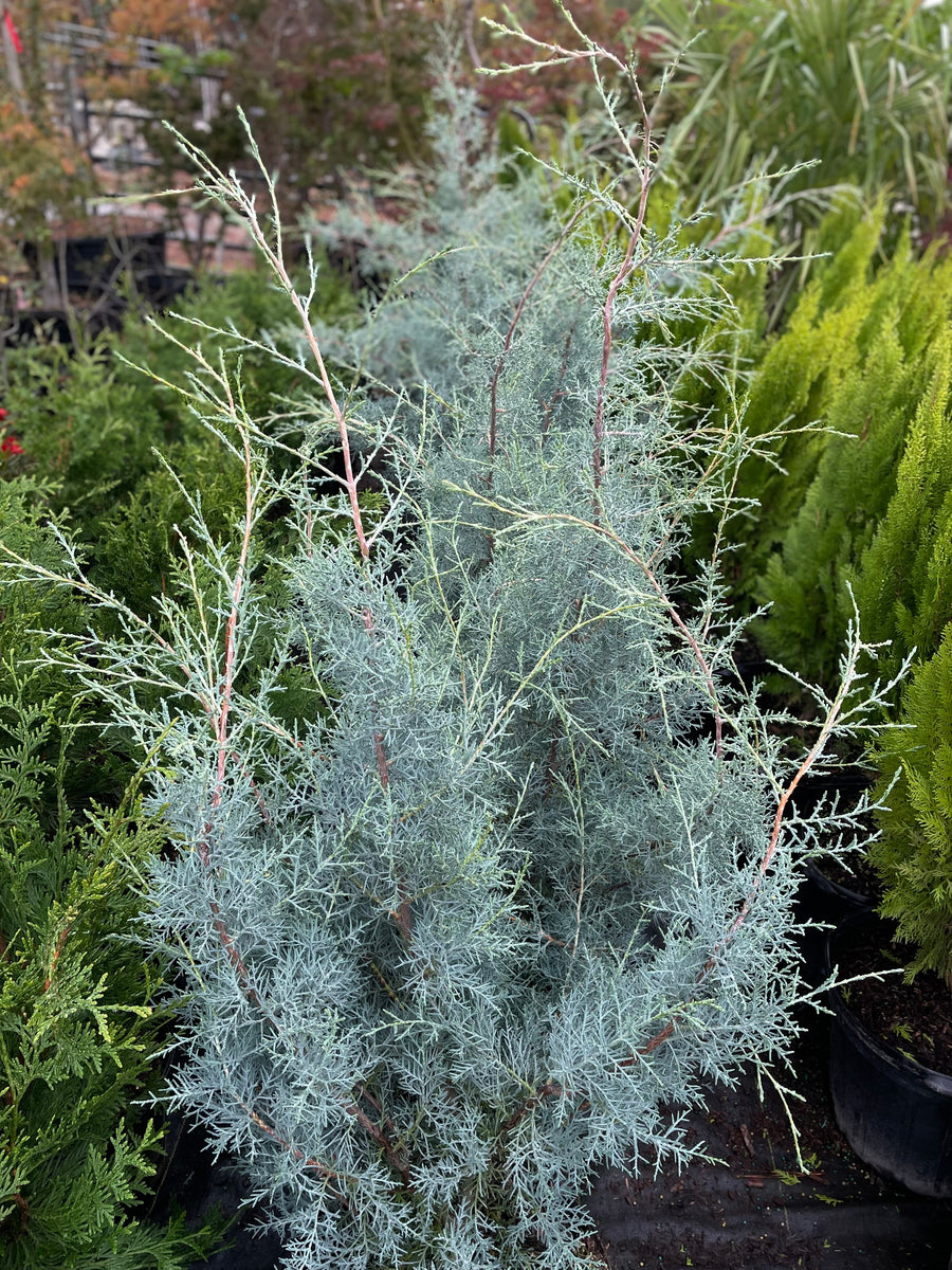 Blue Ice Arizona Cypress Tree – Sammy's Plant World