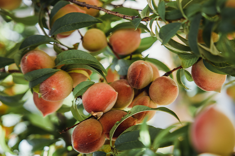 Peach - Belle of Georgia – Sammy's Plant World