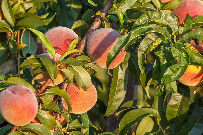 Peach - Sam Houston – Sammy's Plant World