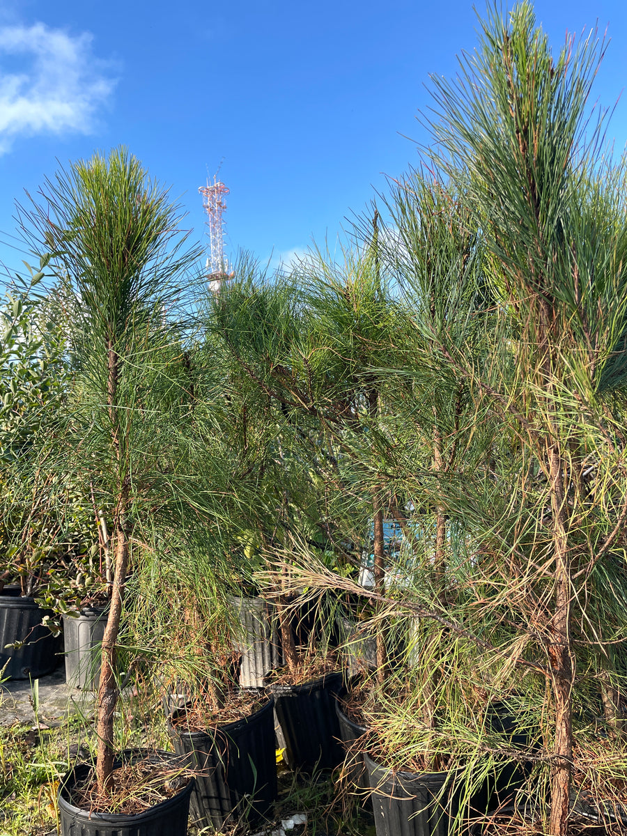 Pine Tree – Sammy's Plant World