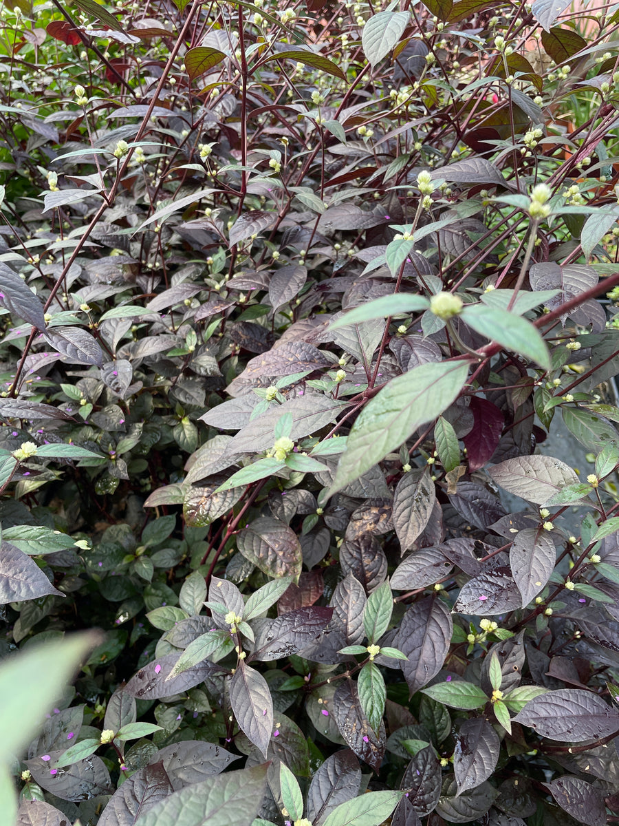 Brazilian Joyweed – Sammy's Plant World