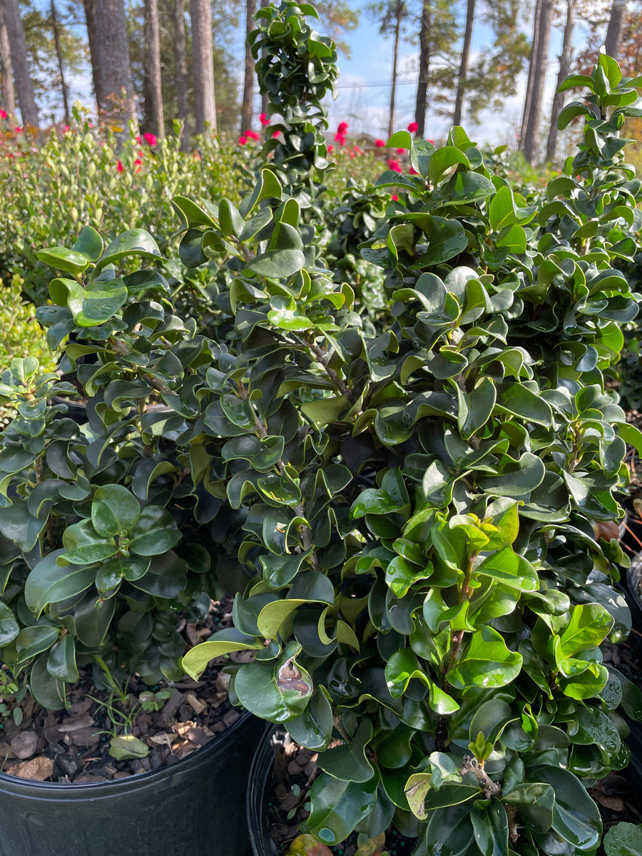 Ligustrum - Curly Leaf – Sammy's Plant World