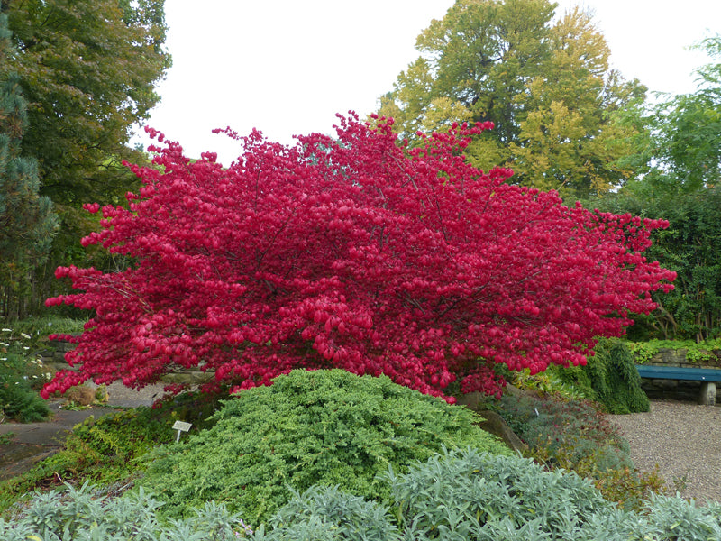Dwarf Burning Bush Leaves Compact Winged Burning Bush (Euonymus Alatus