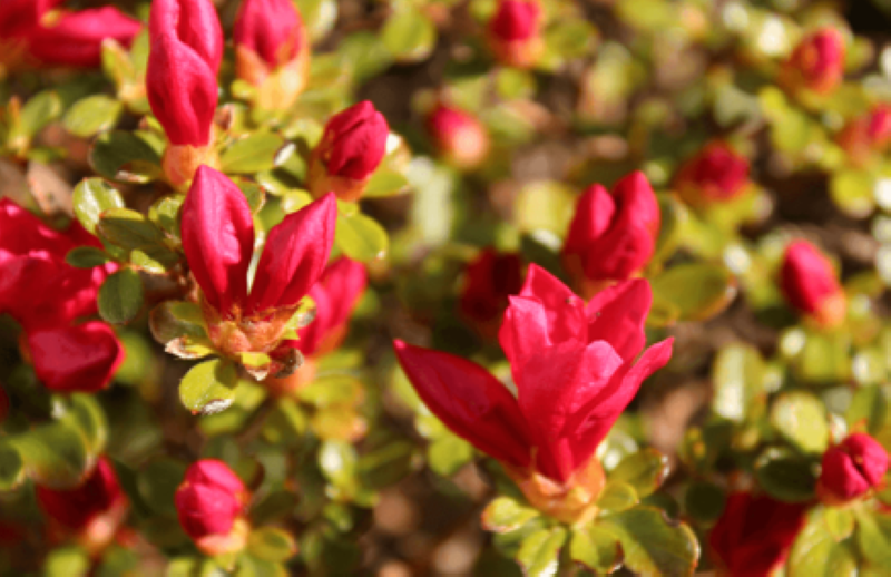 Azalea – Christmas Cheer – Sammy's Plant World