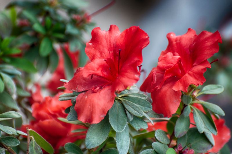Azalea – Red Ruffle – Sammy's Plant World