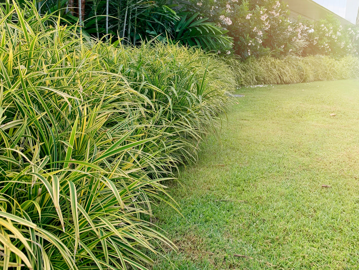 Aztec Grass – Sammy's Plant World