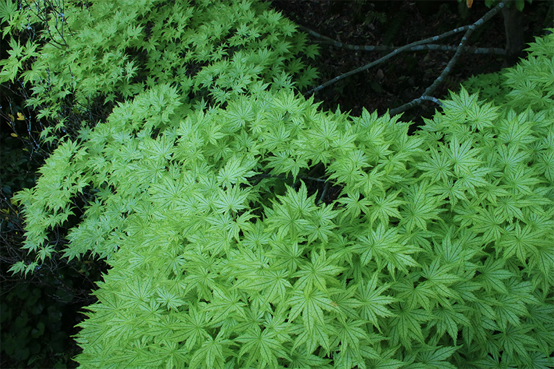 Green Japanese Maple – Sammy's Plant World