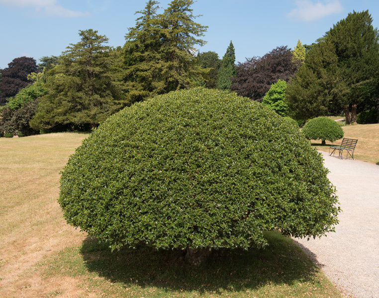 Yaupon Holly – Sammy's Plant World
