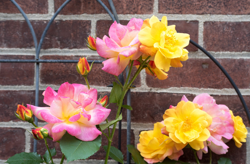 Joseph's Coat Climbing Rose – Sammy's Plant World