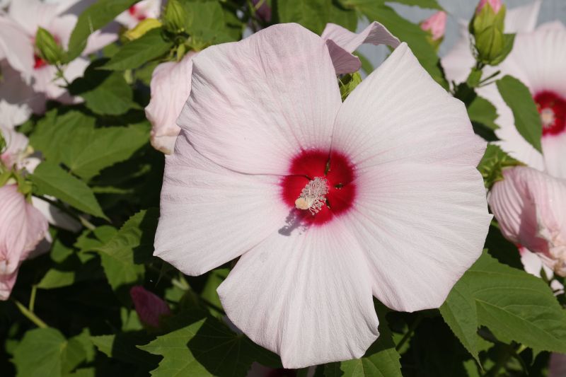 Kopper King Hibiscus – Sammy's Plant World