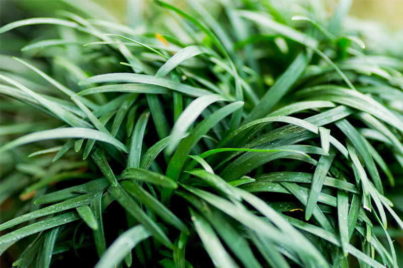 Mondo Grass – Sammy's Plant World