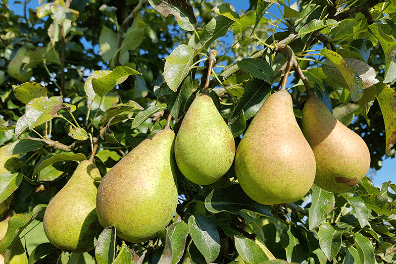 Moonglow Pear – Sammy's Plant World