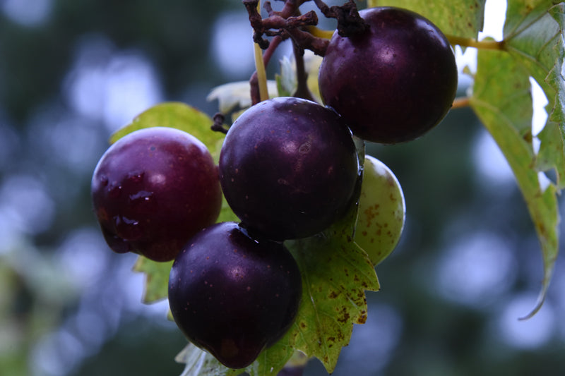 Muscadine Grape - Jumbo – Sammy's Plant World