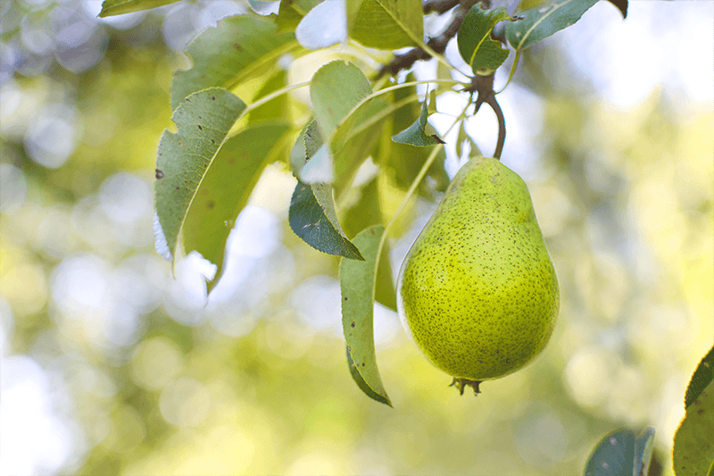 Oriental Pear Tree Ornamental Pear Tree | Oriental Pear Tree | Hello