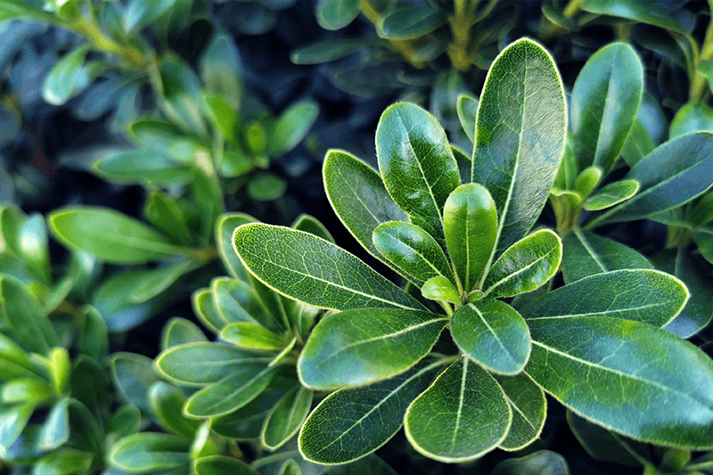 Pittosporum Green – Sammy's Plant World