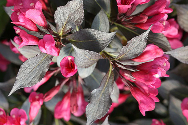 Red Weigela – Sammy's Plant World