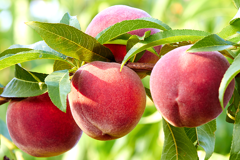 Peach - Ruston Red – Sammy's Plant World