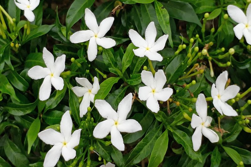 Sambac Jasmine Sammy s Plant World
