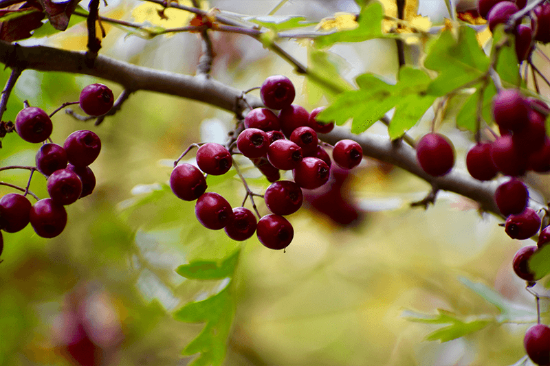 Southern Mayhaw – Sammy's Plant World