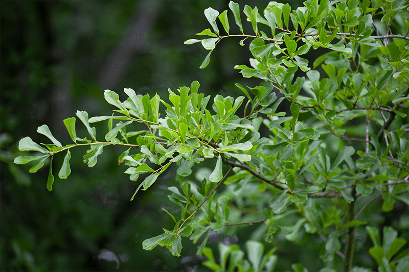 Water Oak – Sammy's Plant World